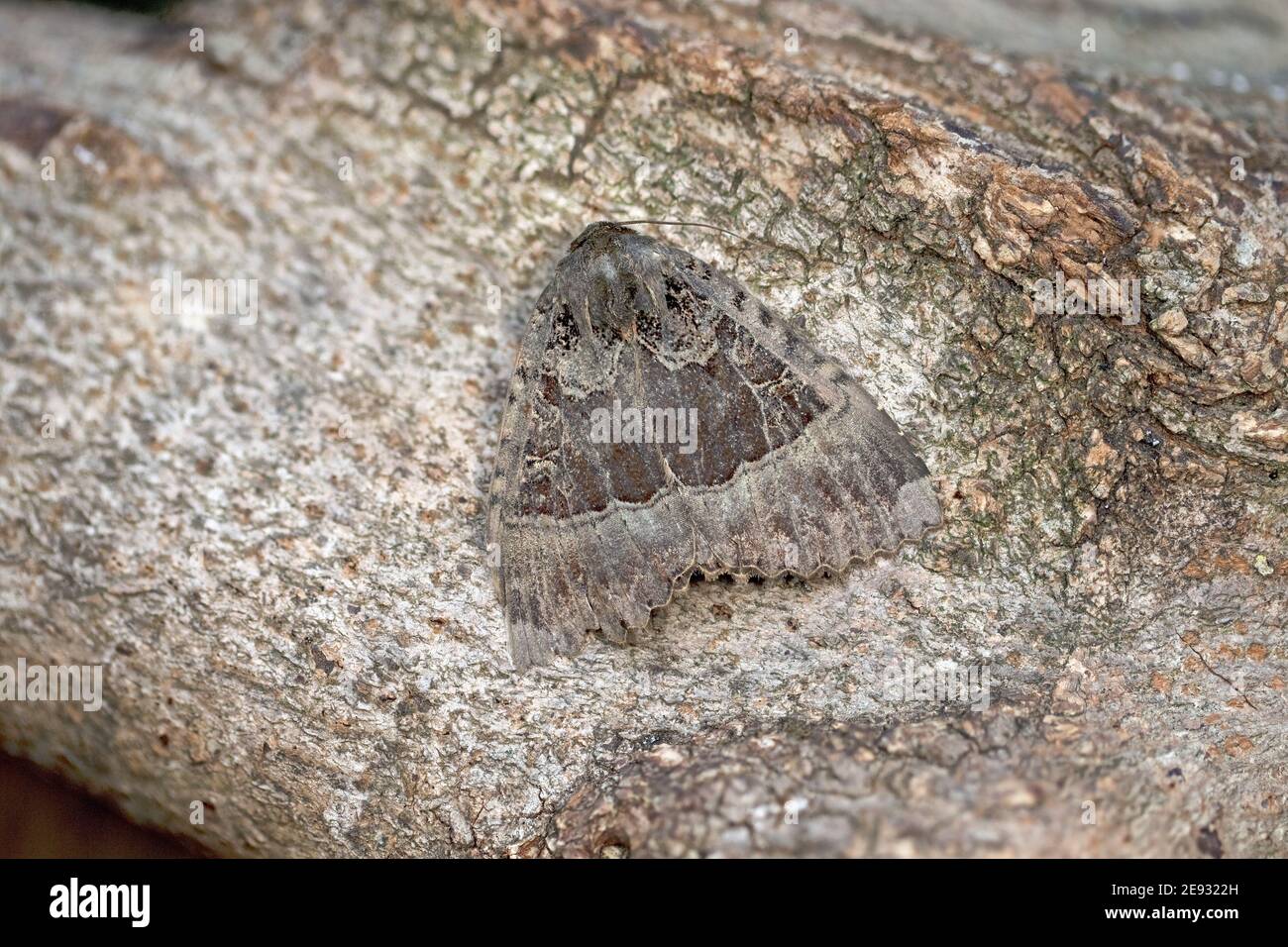 Old Lady moth (Mormo maura Stock Photo - Alamy