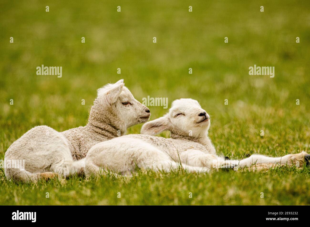 Two lambs resting in pasture Stock Photo - Alamy