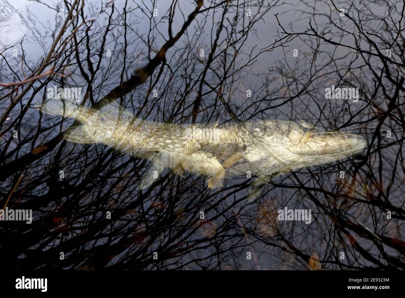 Dead pike hi-res stock photography and images - Alamy