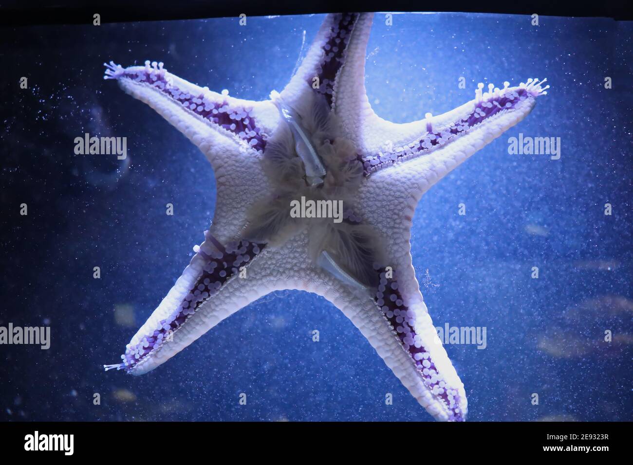 Starfish eating a fish hi-res stock photography and images - Alamy