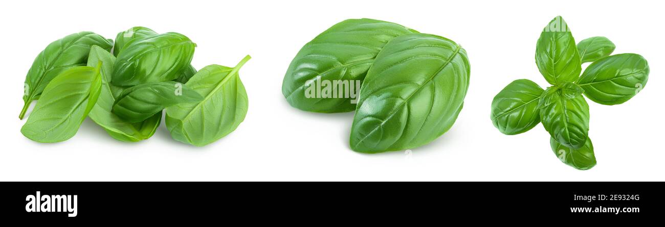 Fresh basil leaf isolated on white background with clipping path and ...