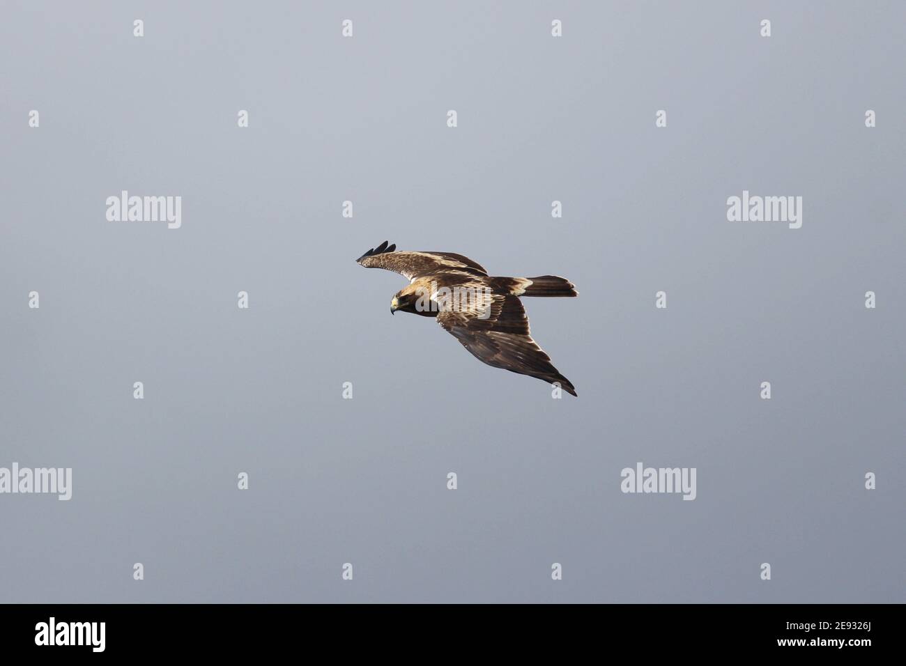 Booted eagle spain hi-res stock photography and images - Alamy