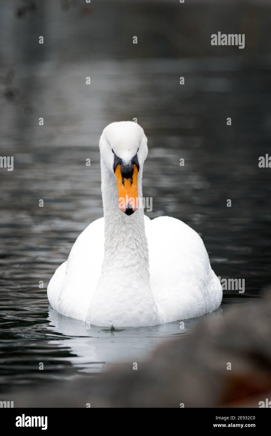 Swan swimming fast hi-res stock photography and images - Alamy