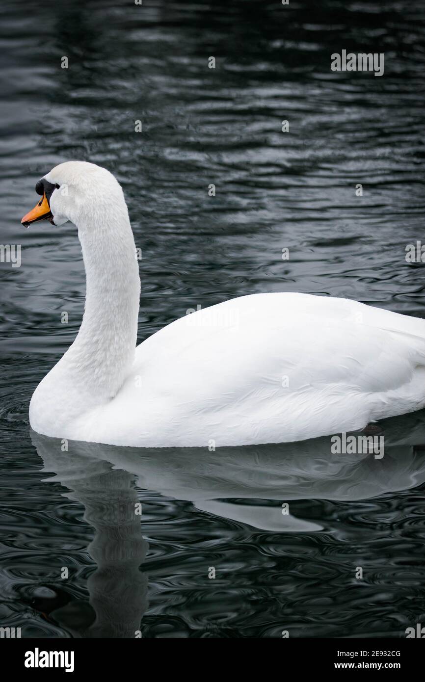 Swan swimming fast hi-res stock photography and images - Alamy