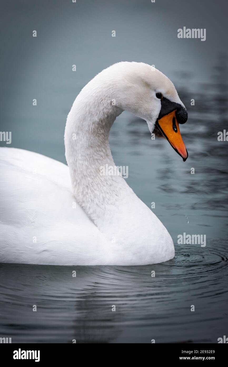 Swan swimming fast hi-res stock photography and images - Alamy