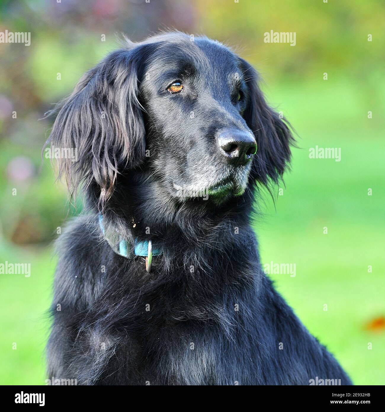 Black Flat Coated Retriever