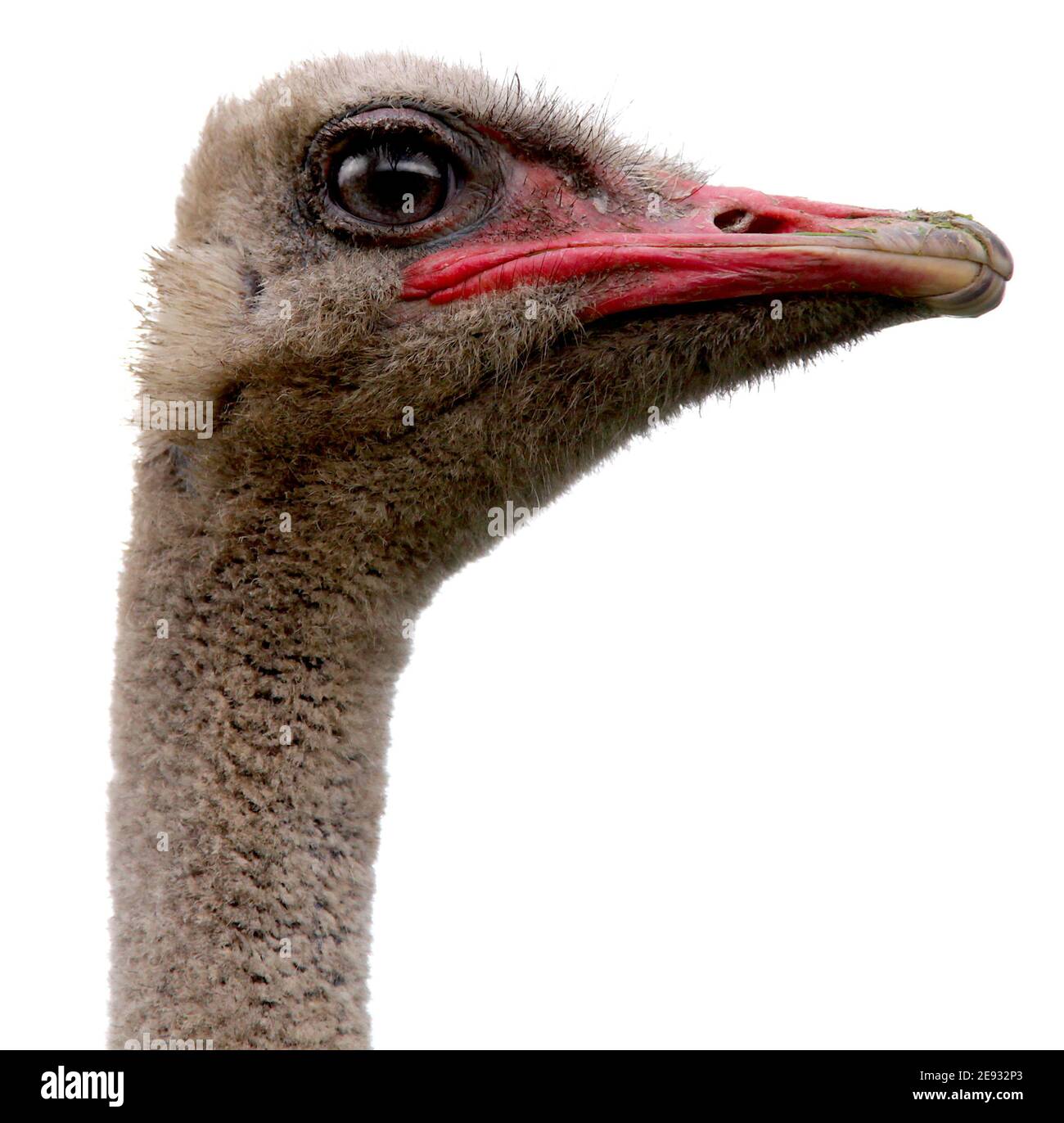Common ostrich (Struthio camelus) Large flightless bird native large ...