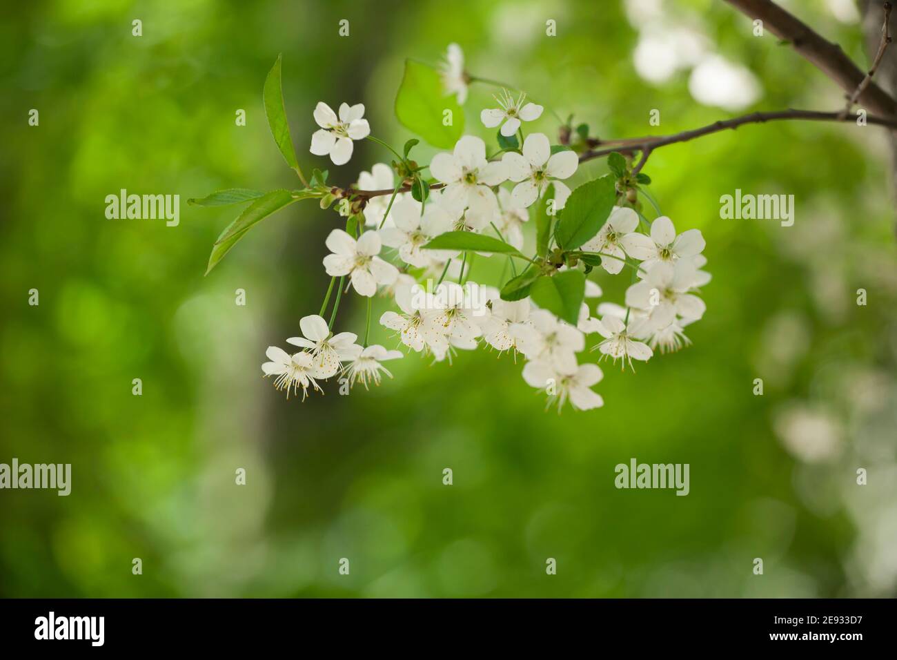 Cherry branch in white flowers, focus on flowers with a blurred green ...