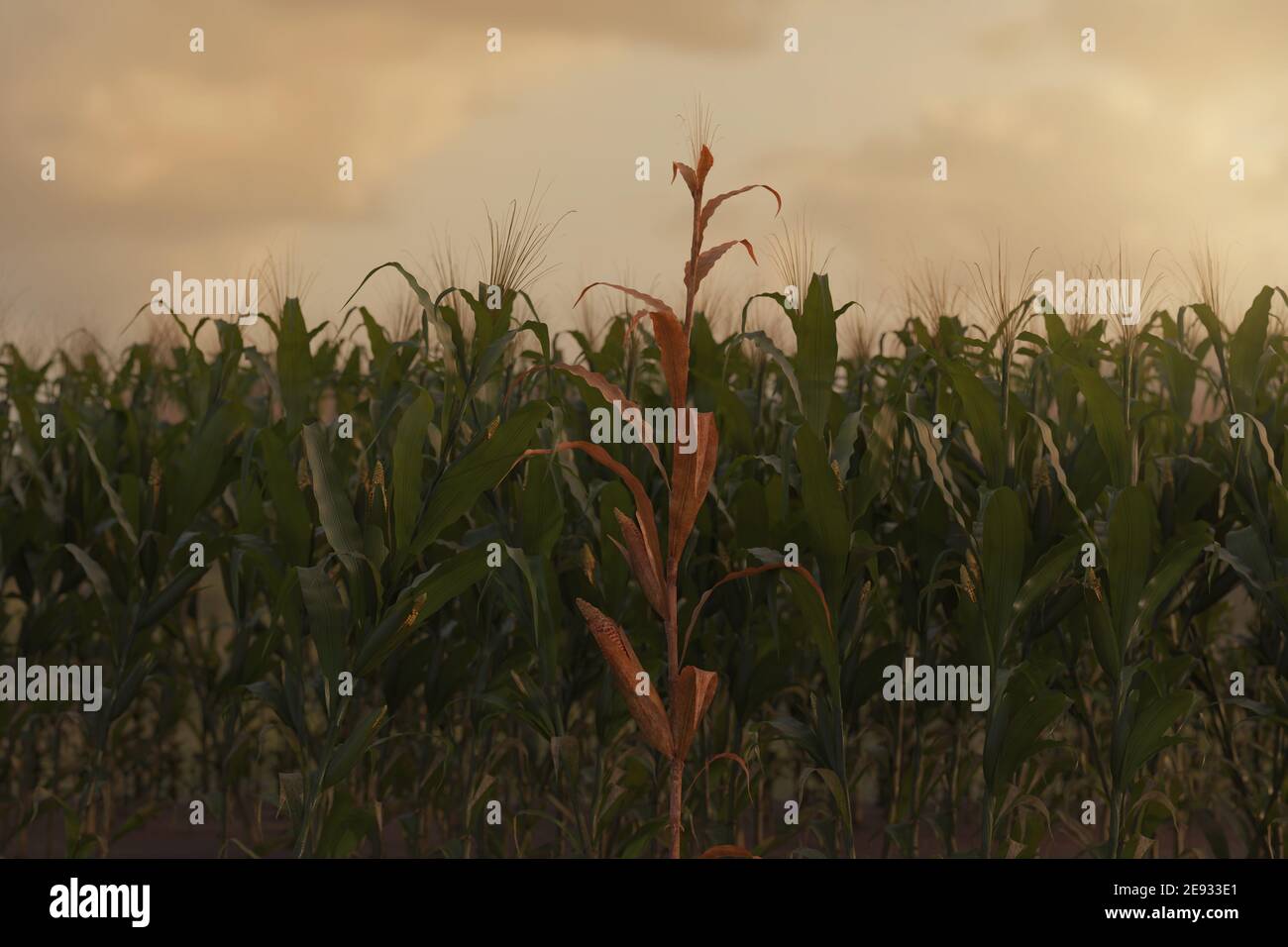 Maize plantation hi-res stock photography and images - Alamy