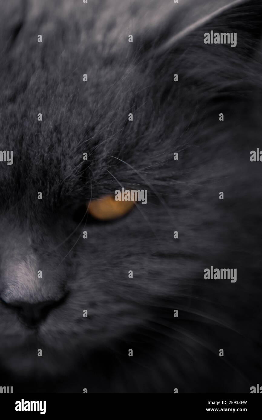 Colorfull cat hi-res stock photography and images - Alamy