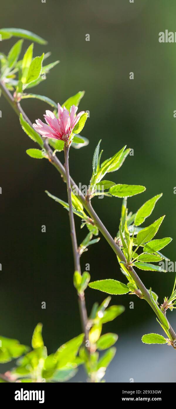 Mobile phone - lock screen - desktop wallpaper - screen saver ...