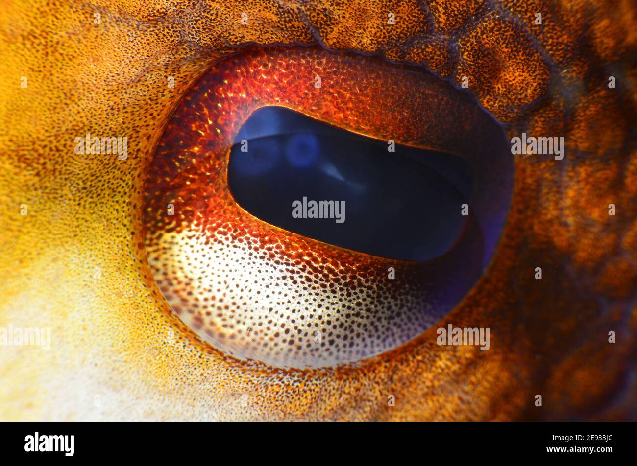 Octopus, Octopus eye Stock Photo - Alamy