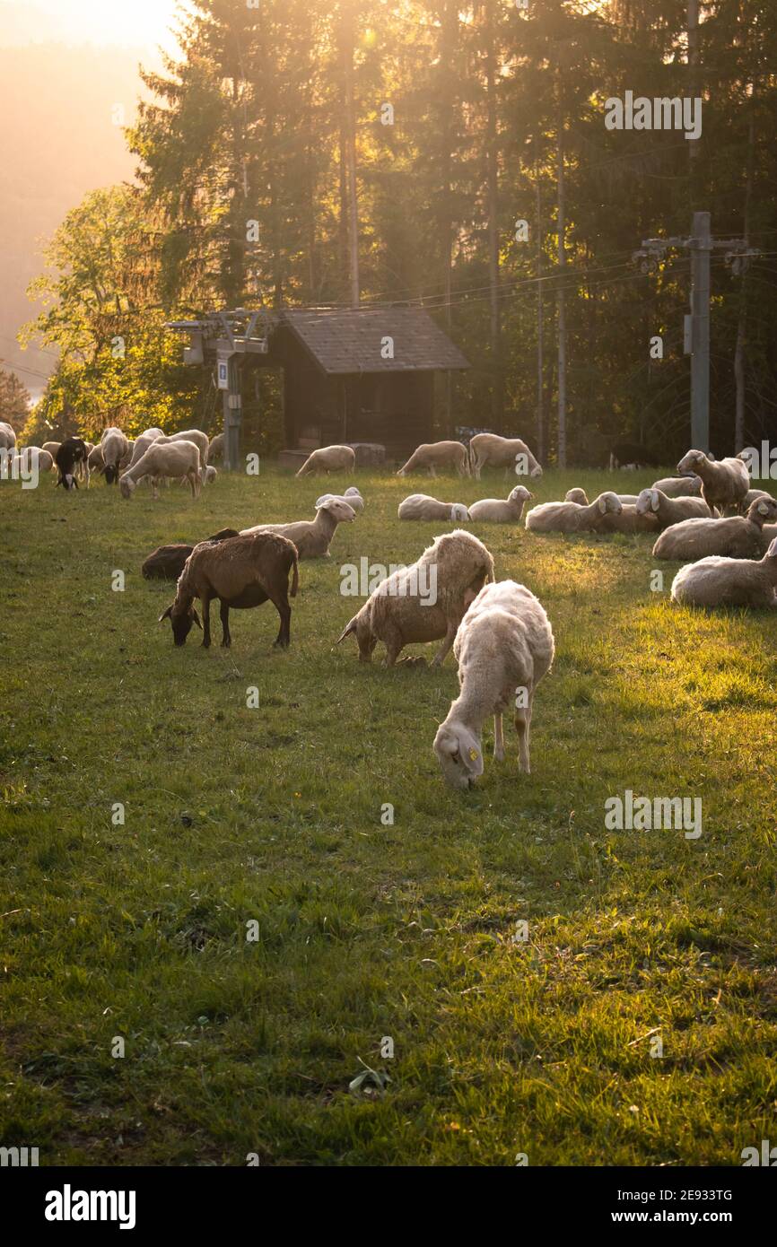 Chill goat hi-res stock photography and images - Alamy