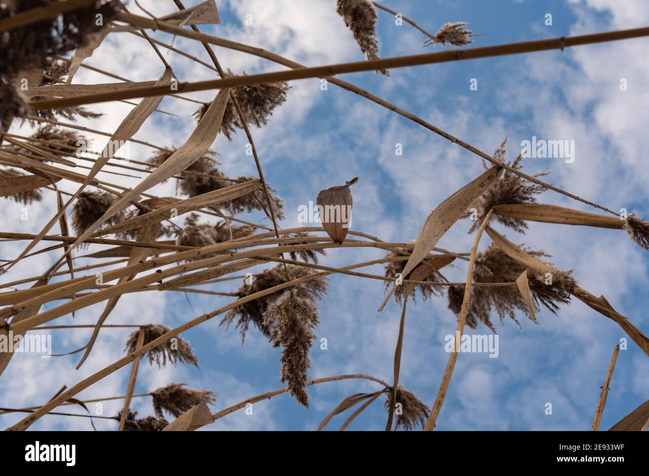 Growing reeds. View of the sky through dry reeds. Sky and clouds Stock ...