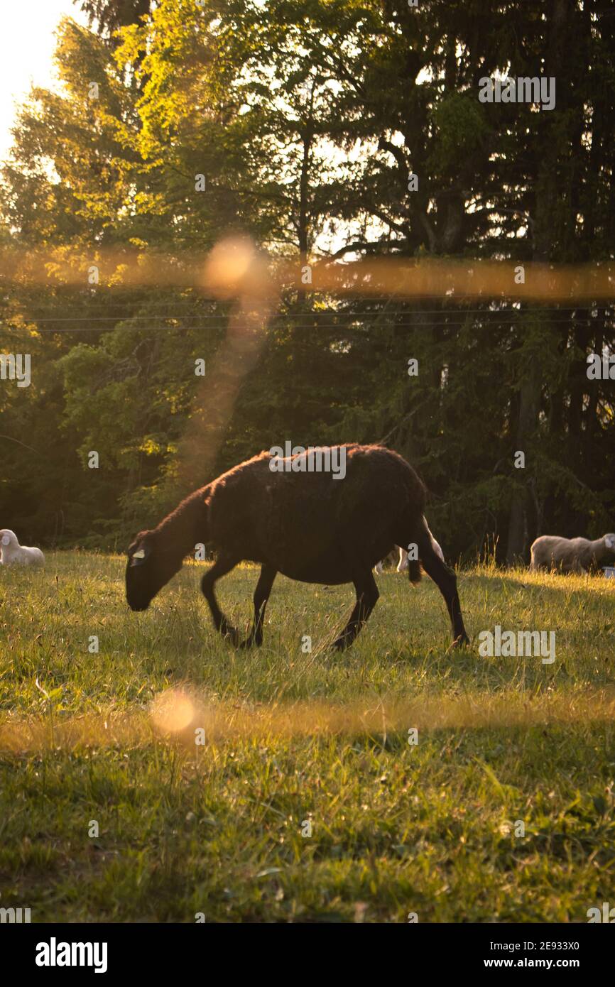 Photo of a goat in nature Stock Photo - Alamy