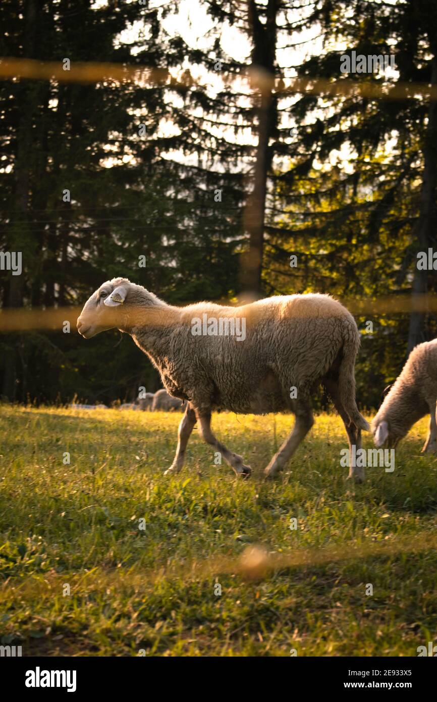 Photo of a goat in nature Stock Photo - Alamy
