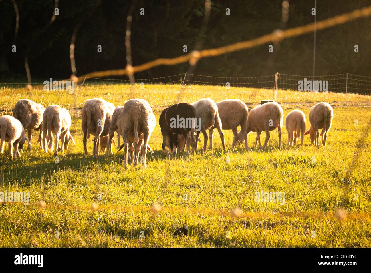 Photo of a goat in nature Stock Photo - Alamy