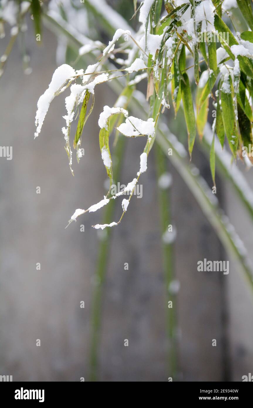 Robust bamboo hi-res stock photography and images - Alamy