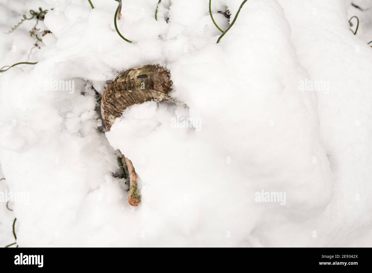Snowed in sheep Stock Photo - Alamy