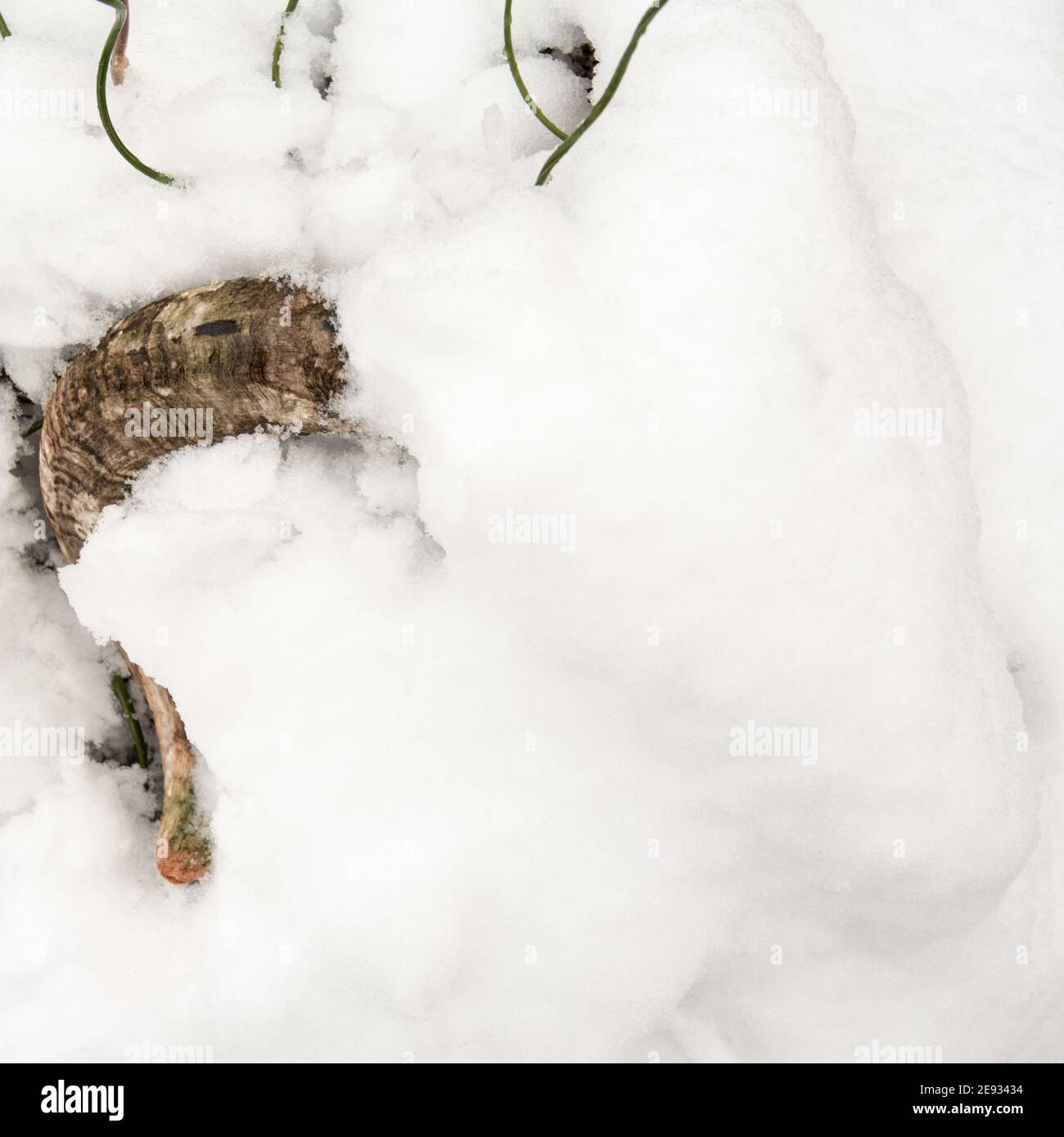 Snowed in sheep Stock Photo - Alamy