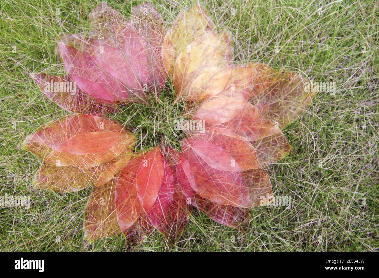 The beautiful autumn lawn leaves Stock Photo - Alamy