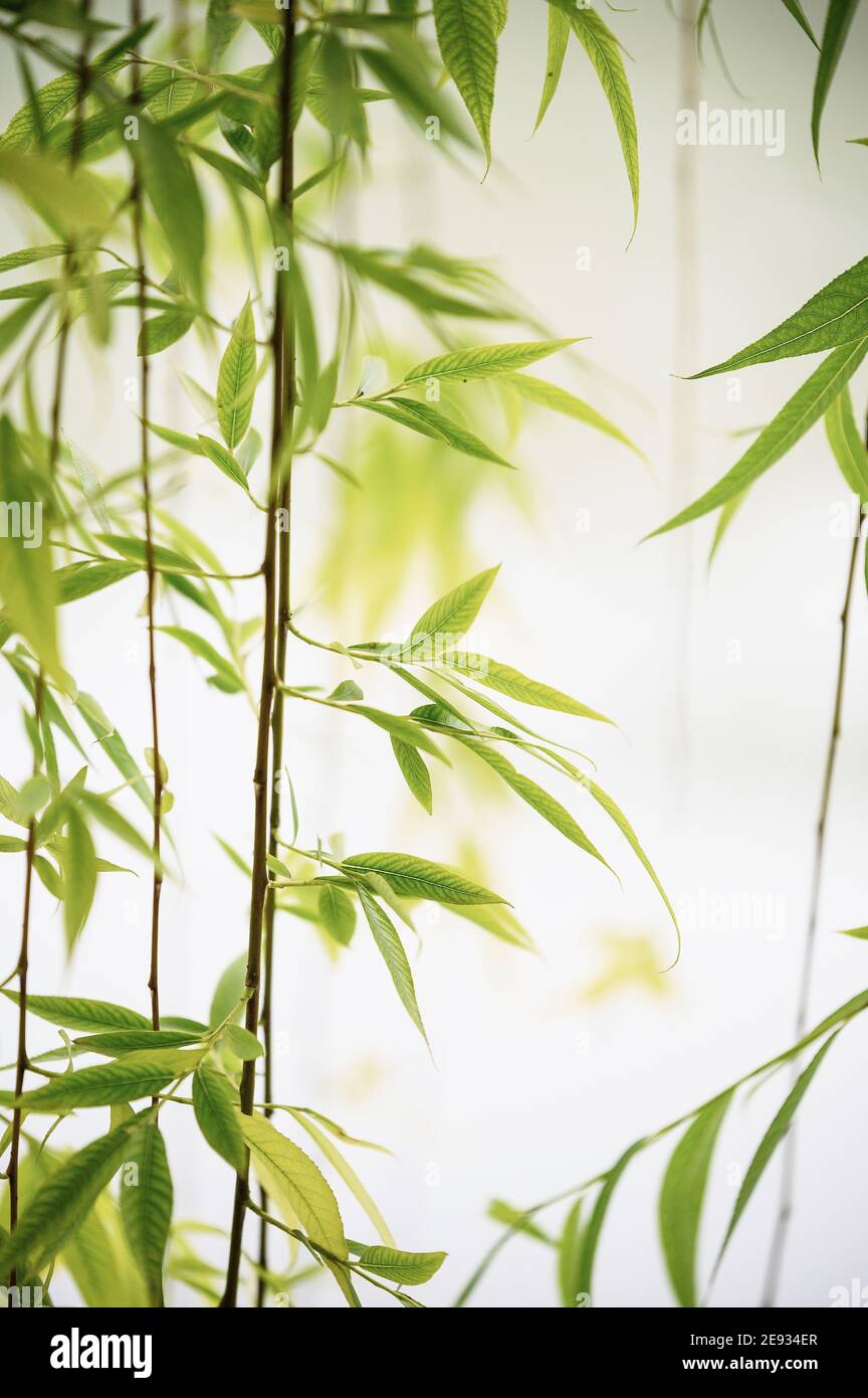 The willow tree Stock Photo - Alamy