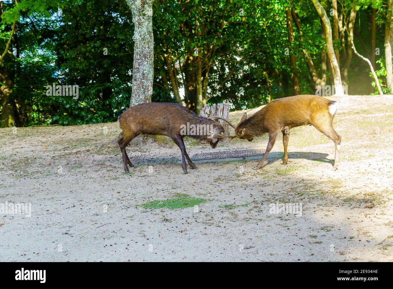 View of two sacred male deer fighting, in Miyajima (Itsukushima) Island ...