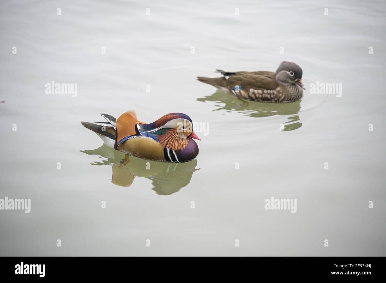 Hangzhou west lake yuanyang Stock Photo - Alamy