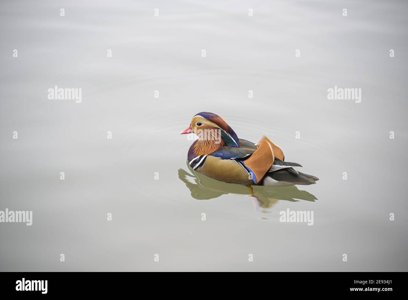 Hangzhou west lake yuanyang Stock Photo - Alamy