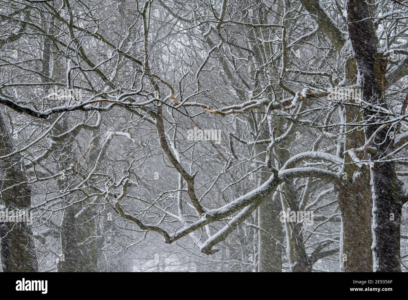 A snow storm at Wollaton Park, Nottingham Nottinghamshire England UK ...