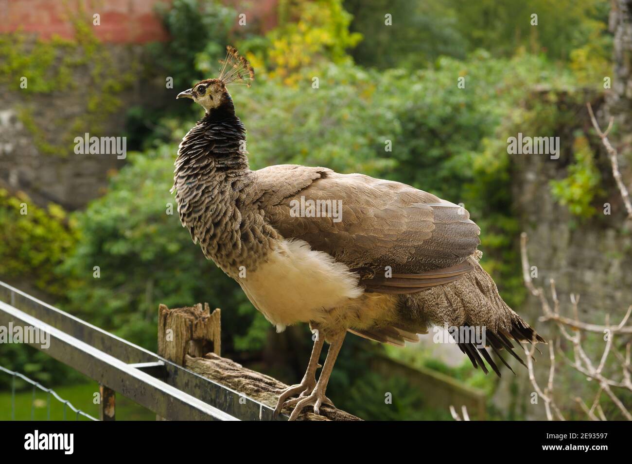 Peahen bird hi-res stock photography and images - Alamy