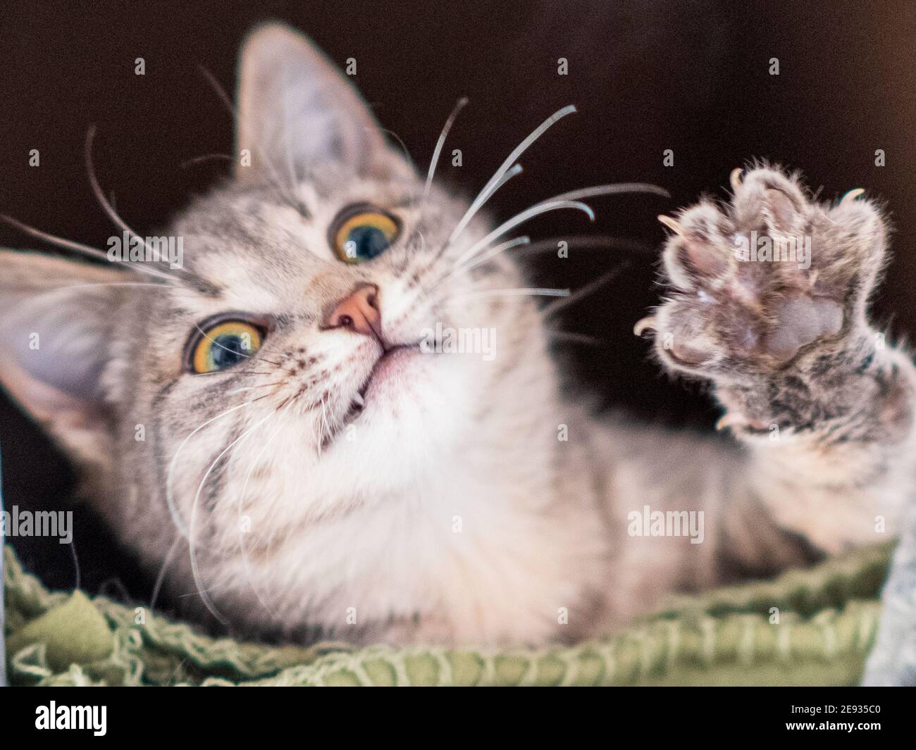 Waving cat hi-res stock photography and images - Alamy