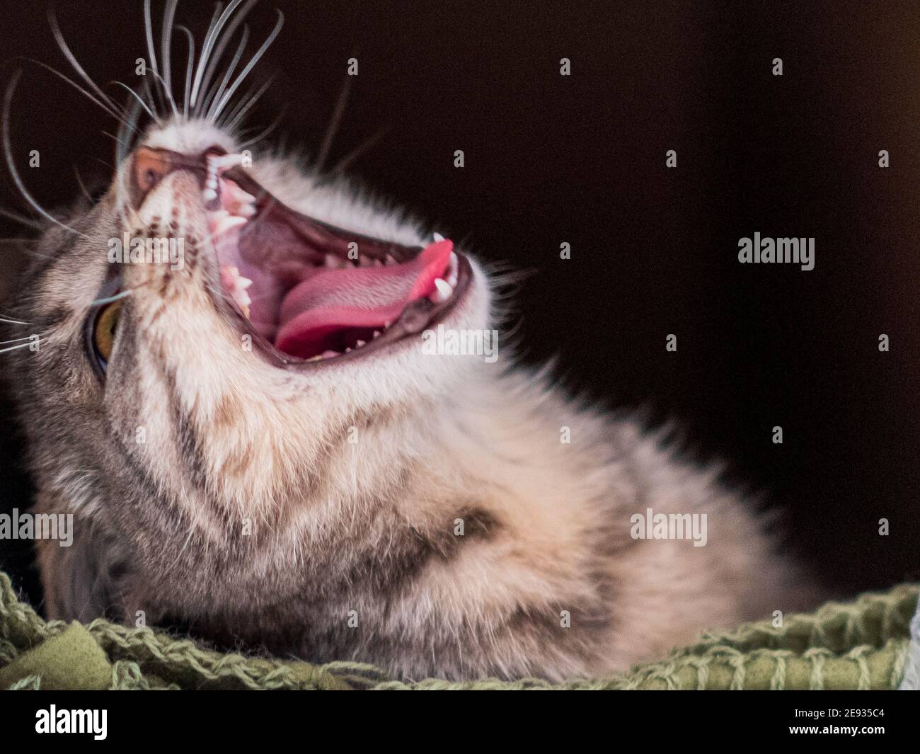 Young gray tabby kitty-cat yawning Stock Photo - Alamy