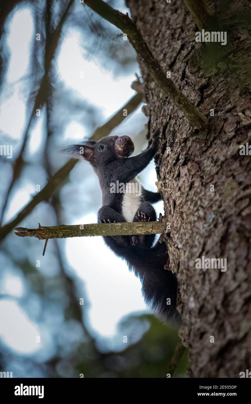Photo of a squirrel climbing a tree Stock Photo - Alamy