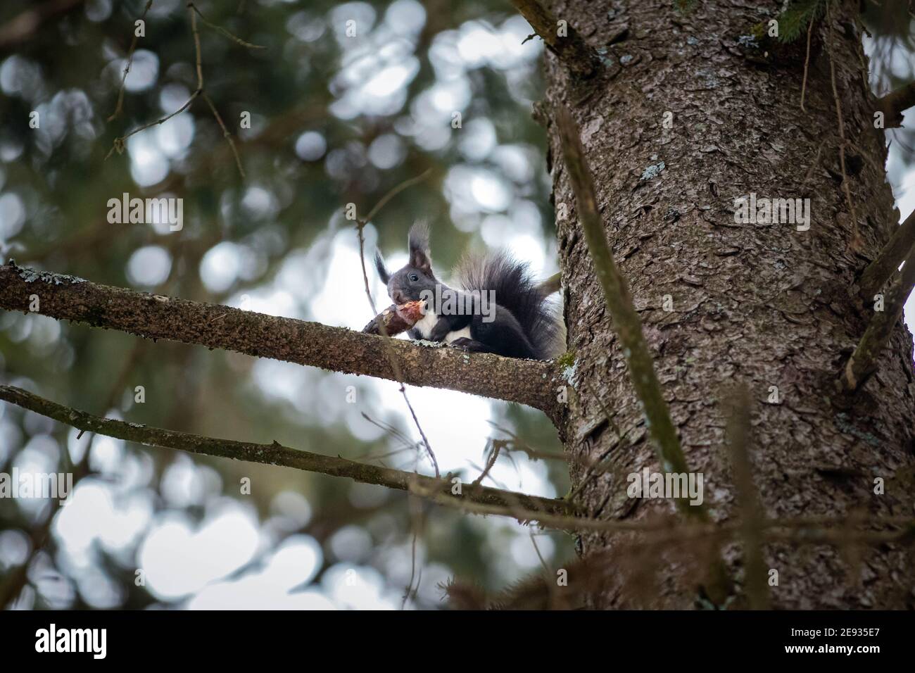 Photo of a squirrel climbing a tree Stock Photo - Alamy