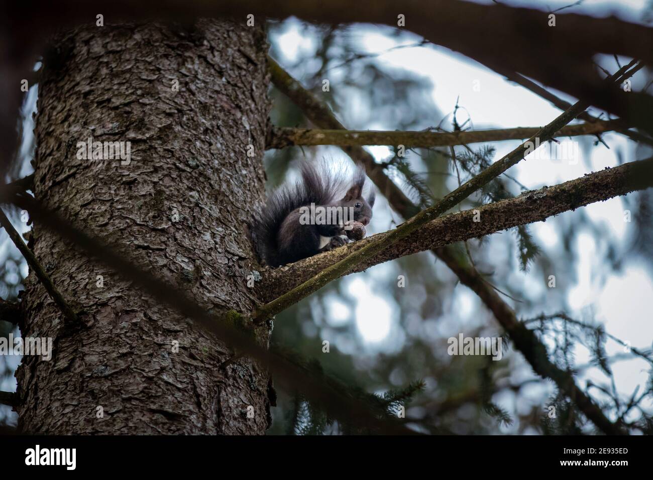 Photo of a squirrel climbing a tree Stock Photo - Alamy