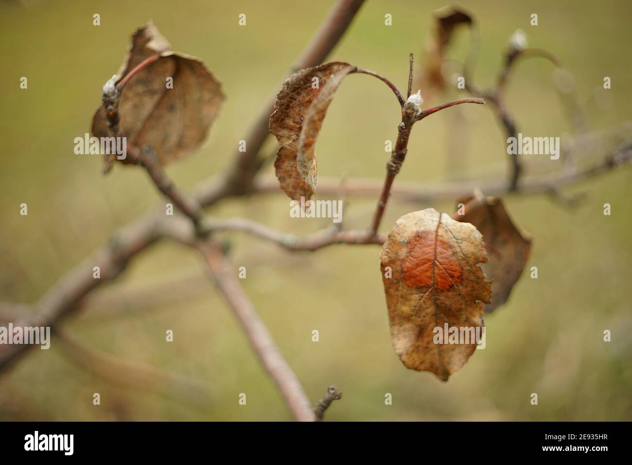 old dry apple tree leaves hang on the thin branches Stock Photo - Alamy