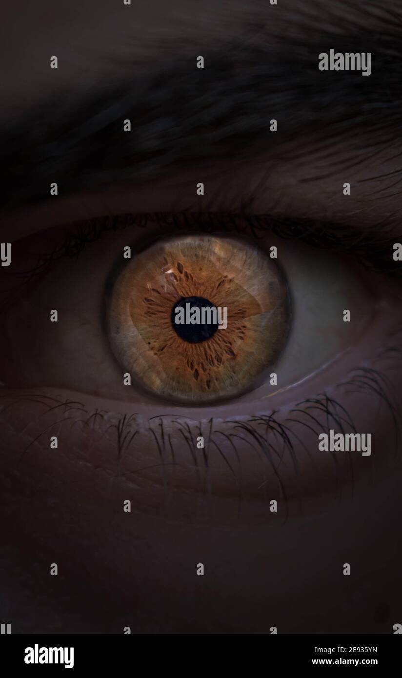 Eyebrown hi-res stock photography and images - Alamy