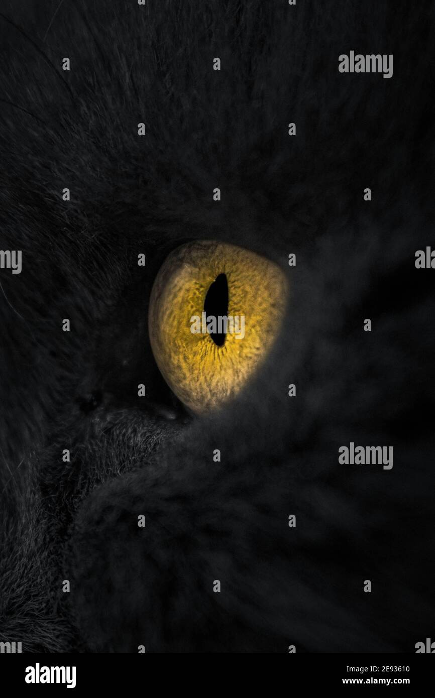 Eyebrown hi-res stock photography and images - Alamy