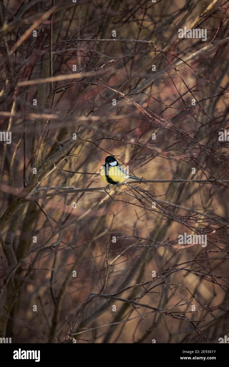 Close photo of a bird with low depth of field in nature Stock Photo - Alamy
