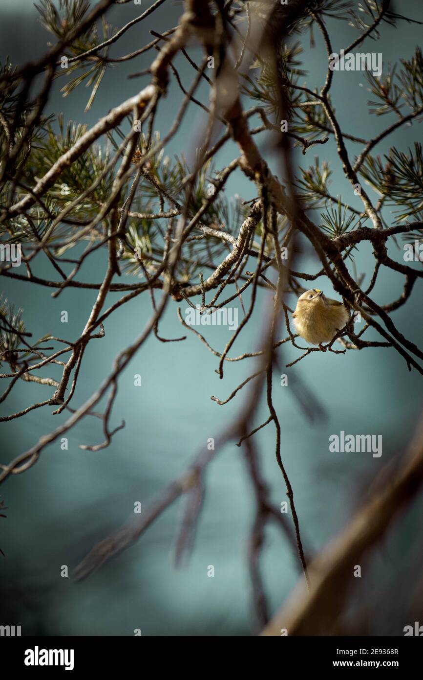 Close photo of a little bird with low depth of field in nature Stock ...