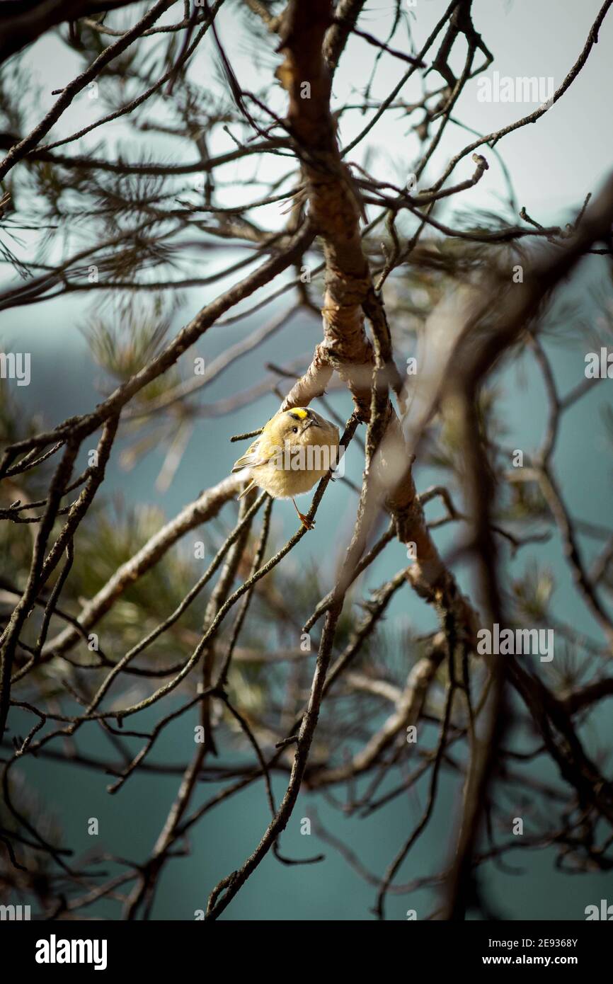 Close photo of a little bird with low depth of field in nature Stock ...