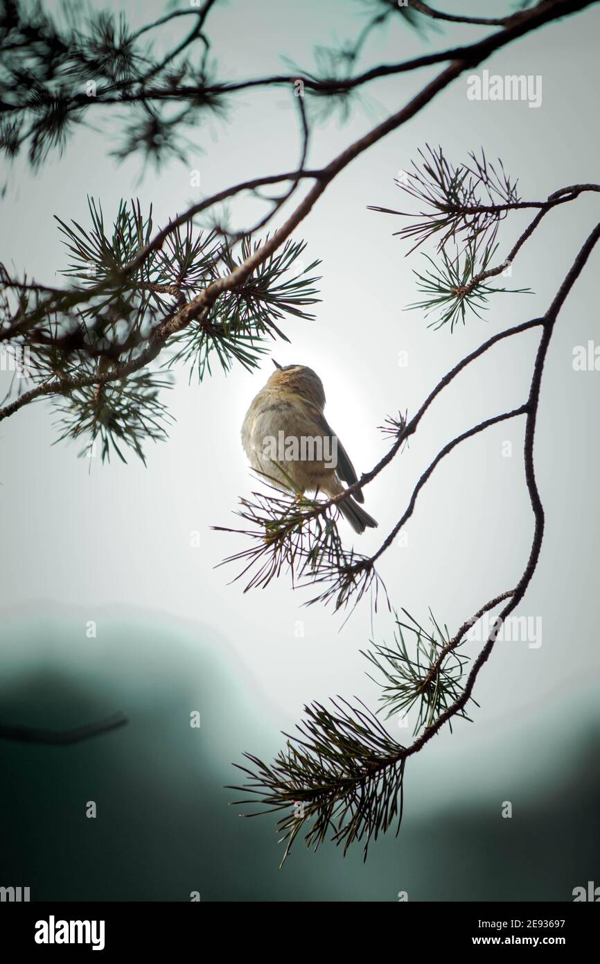 Close photo of a little bird with low depth of field in nature Stock ...