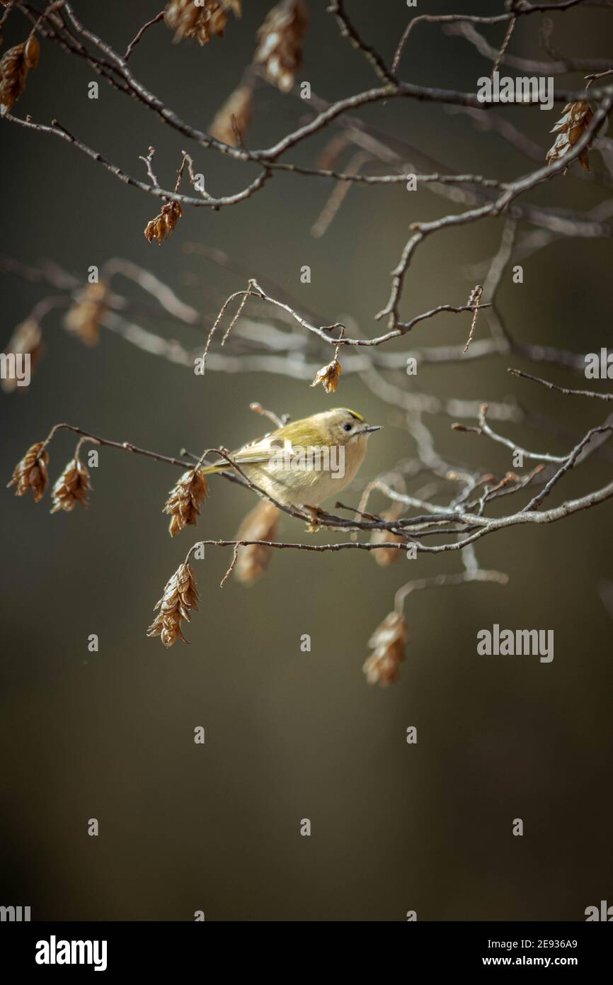 Close photo of a little bird with low depth of field in nature Stock ...