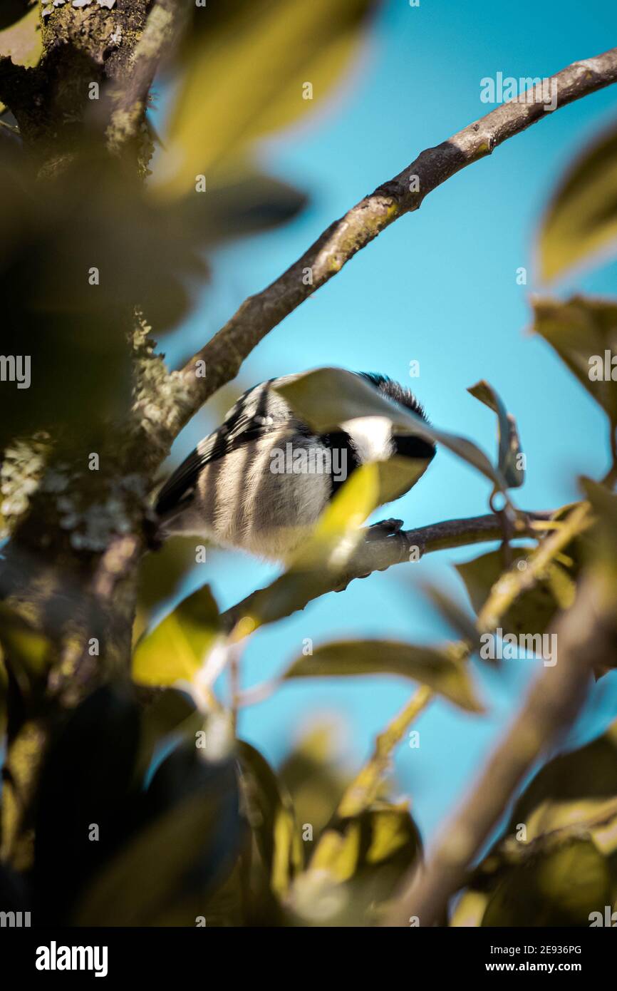 Close photo of a little bird with low depth of field in nature Stock ...