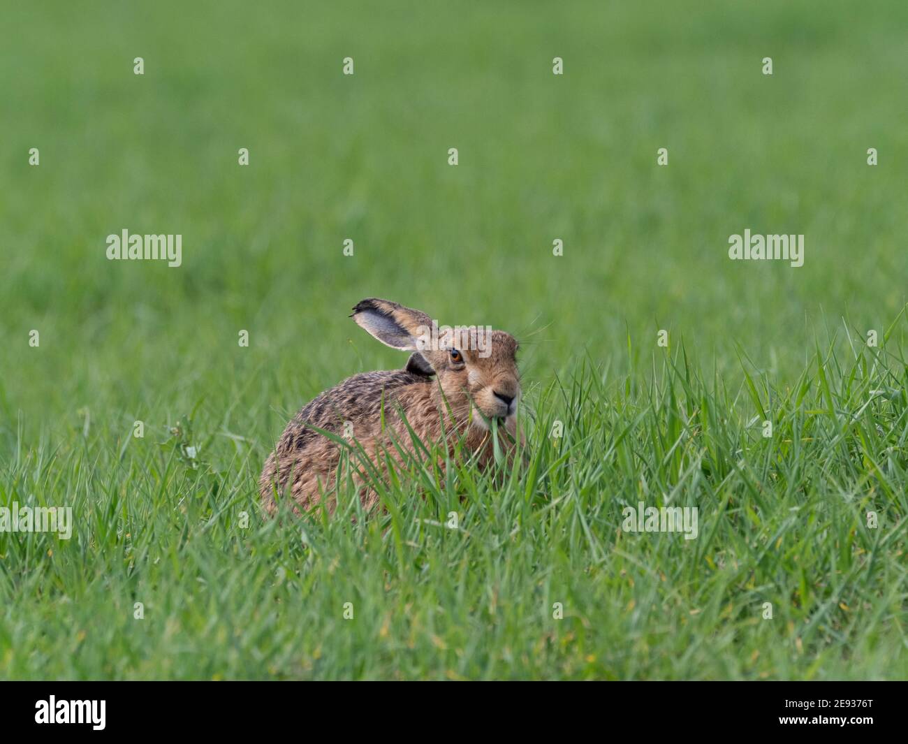Hare eating hi-res stock photography and images - Alamy