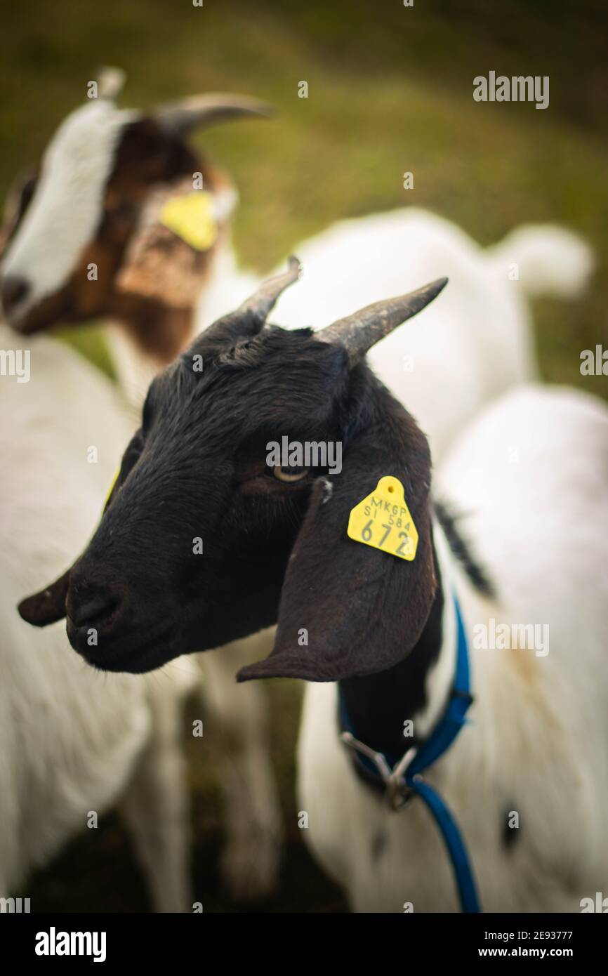 Photo of a goat in nature Stock Photo - Alamy
