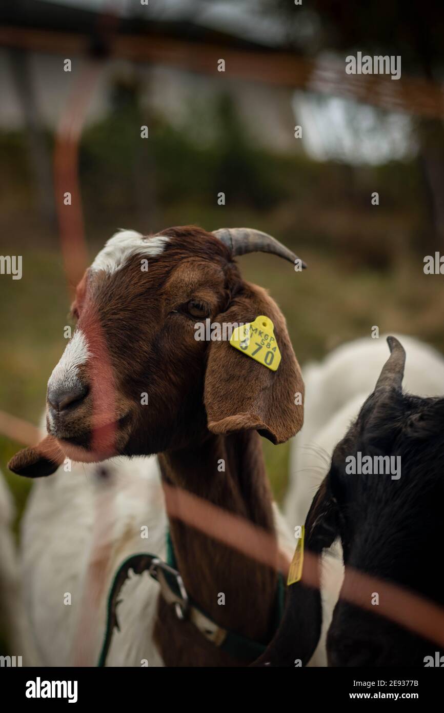 Photo of a goat in nature Stock Photo - Alamy