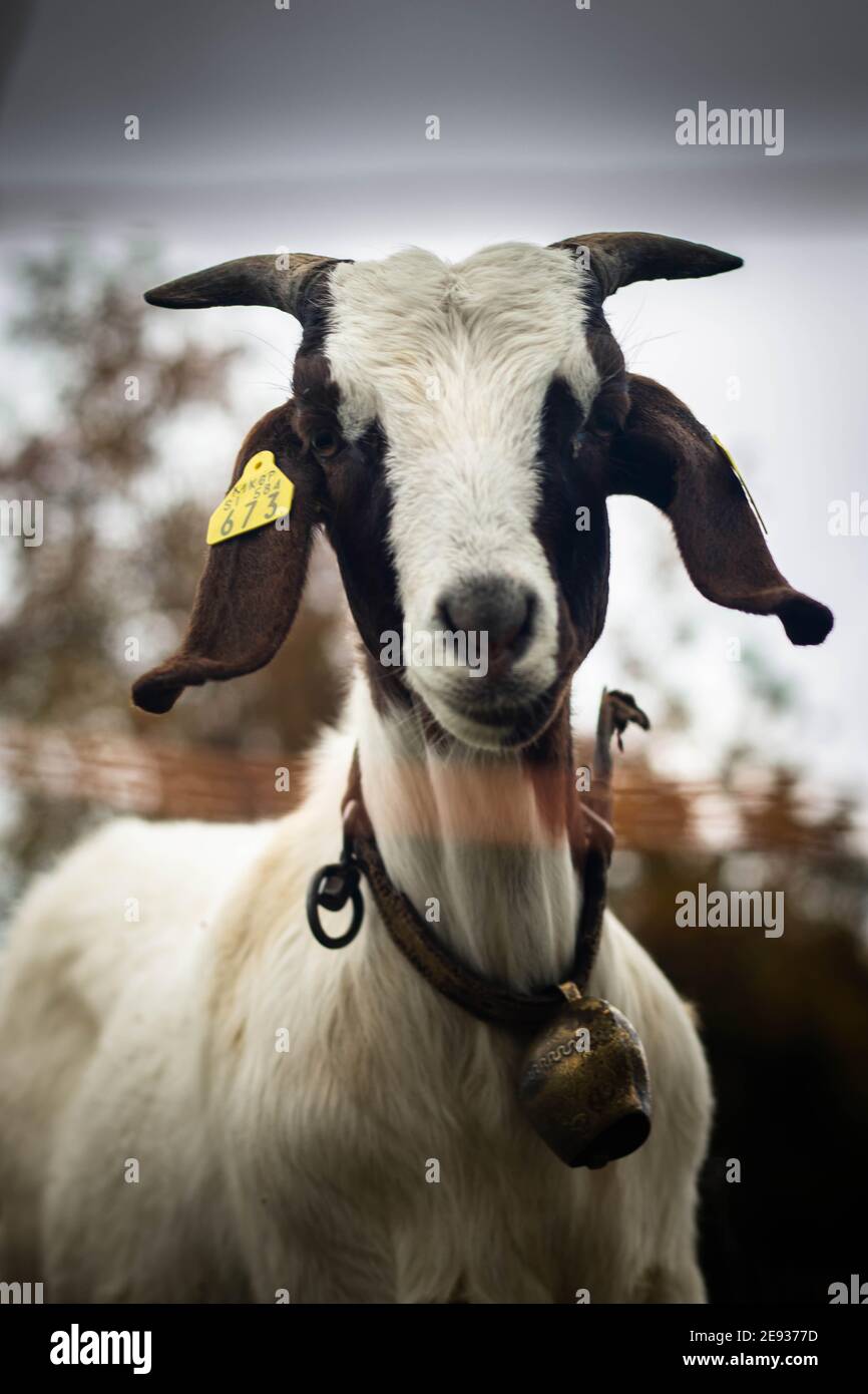 Goat paw hi-res stock photography and images - Alamy