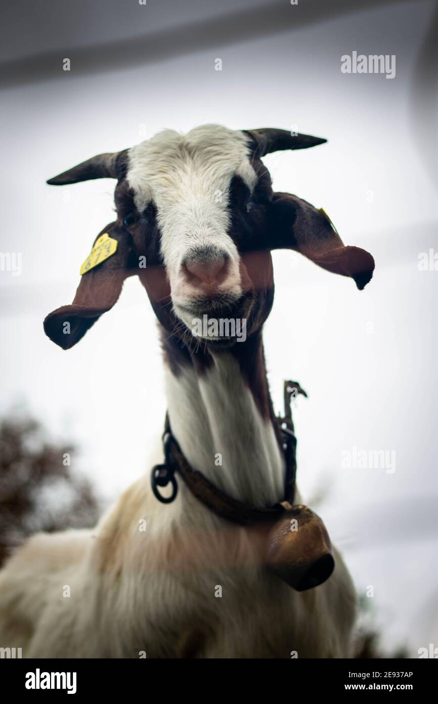Photo of a goat in nature Stock Photo - Alamy